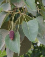 Plantas para agroforestería – Plataforma Agroforestal